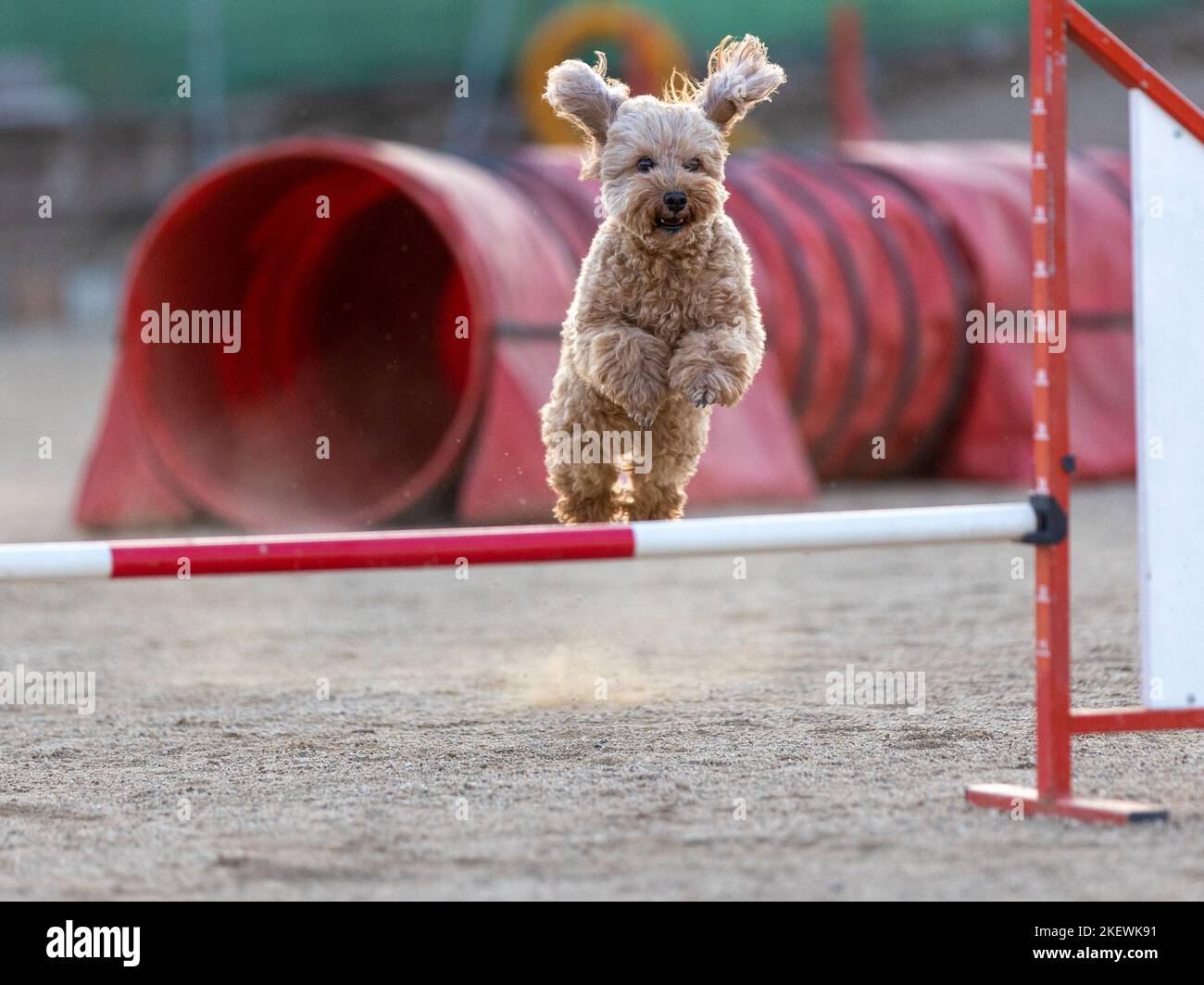 Dog jumping agility competition Stock Photo - Alamy