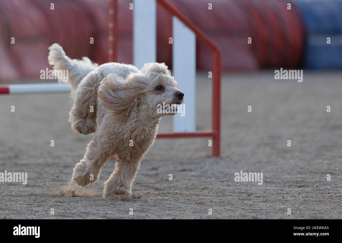 Dog jumping agility competition Stock Photo - Alamy