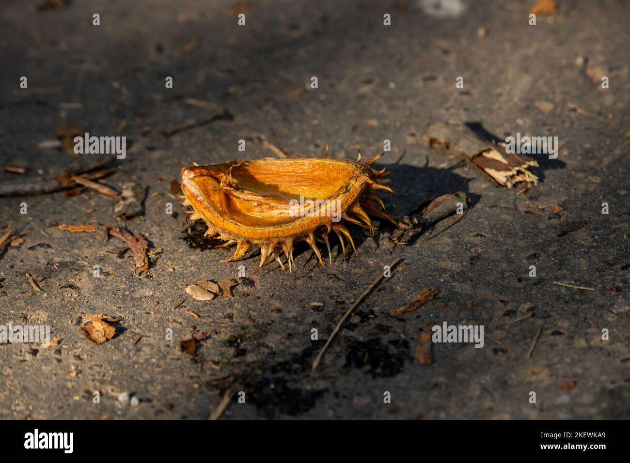 Chestnut shell ,Castanea Stock Photo - Alamy
