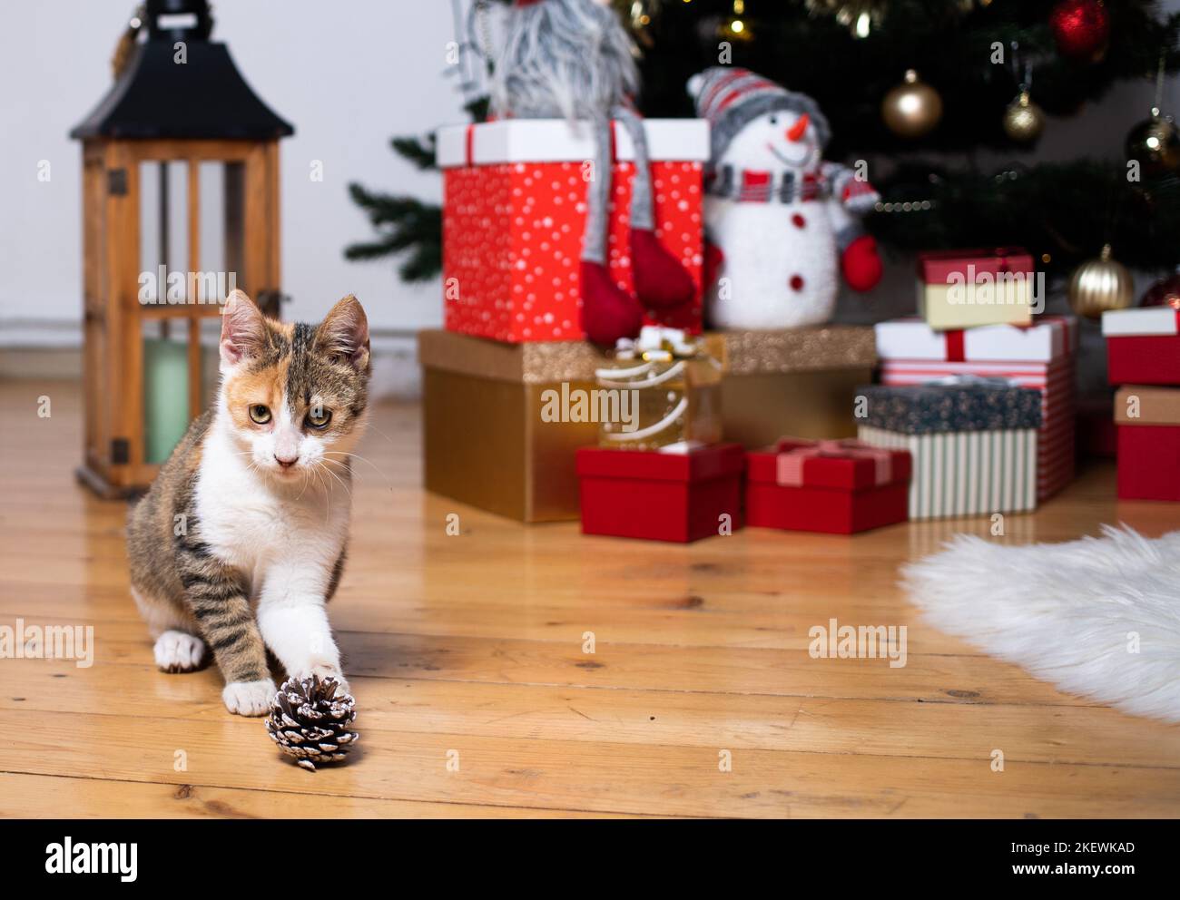 Cat under the xmas tree hi-res stock photography and images - Alamy