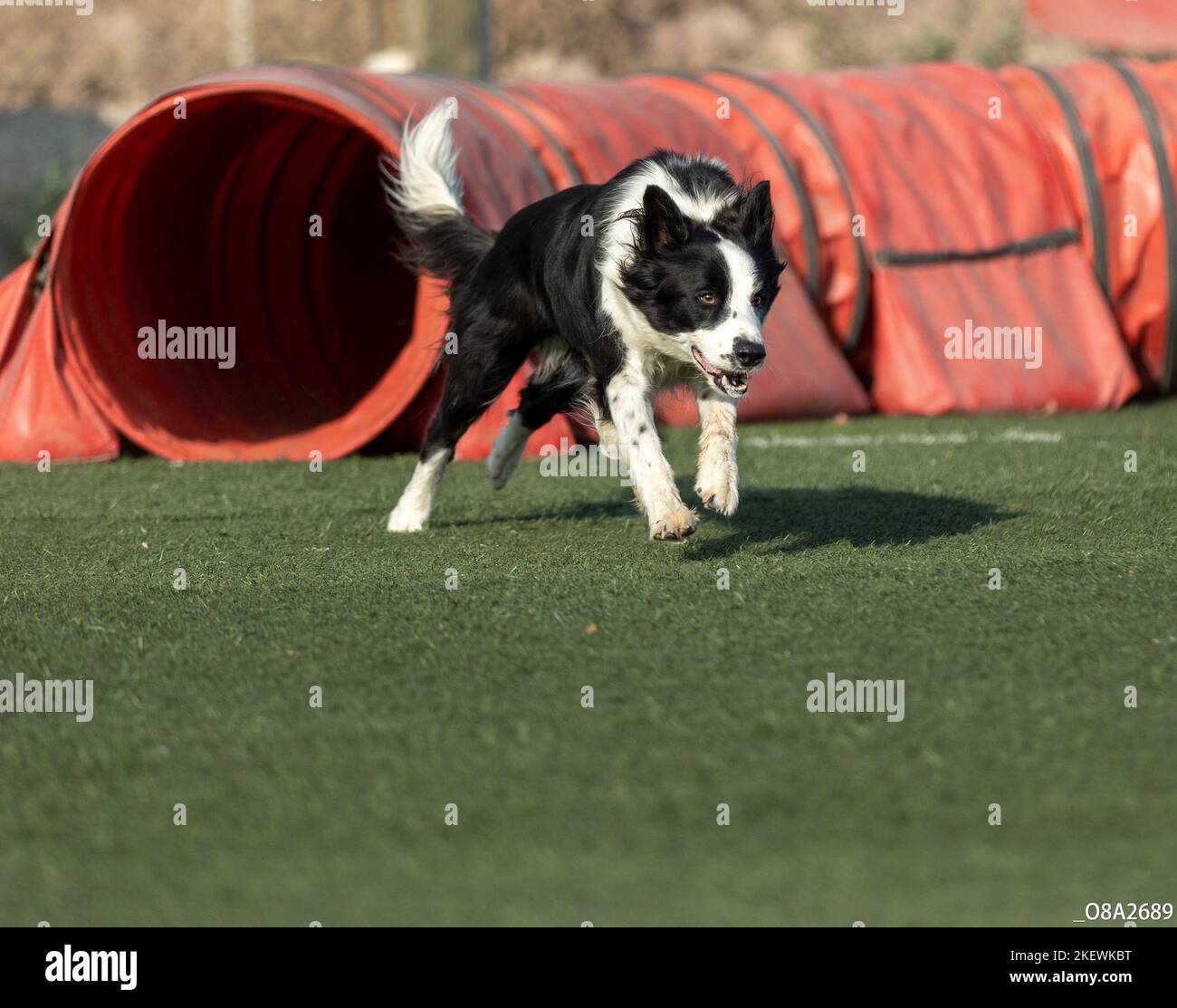 Dog jumping agility competition Stock Photo - Alamy