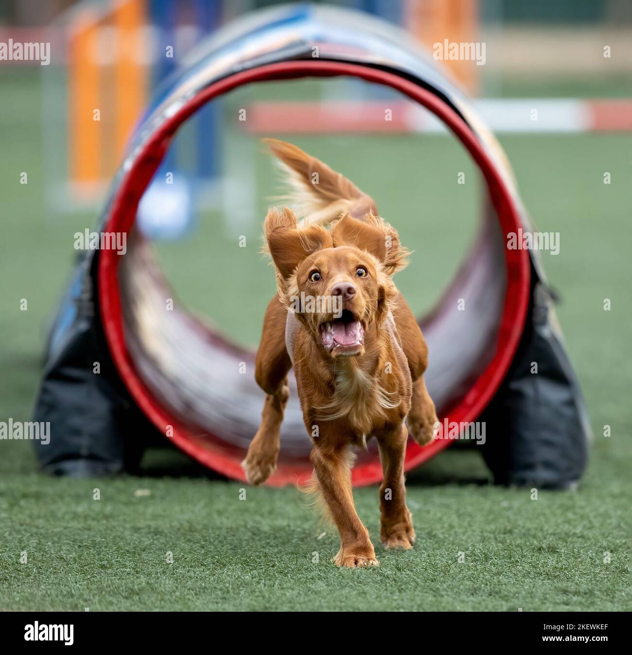 Dog jumping agility competition Stock Photo - Alamy