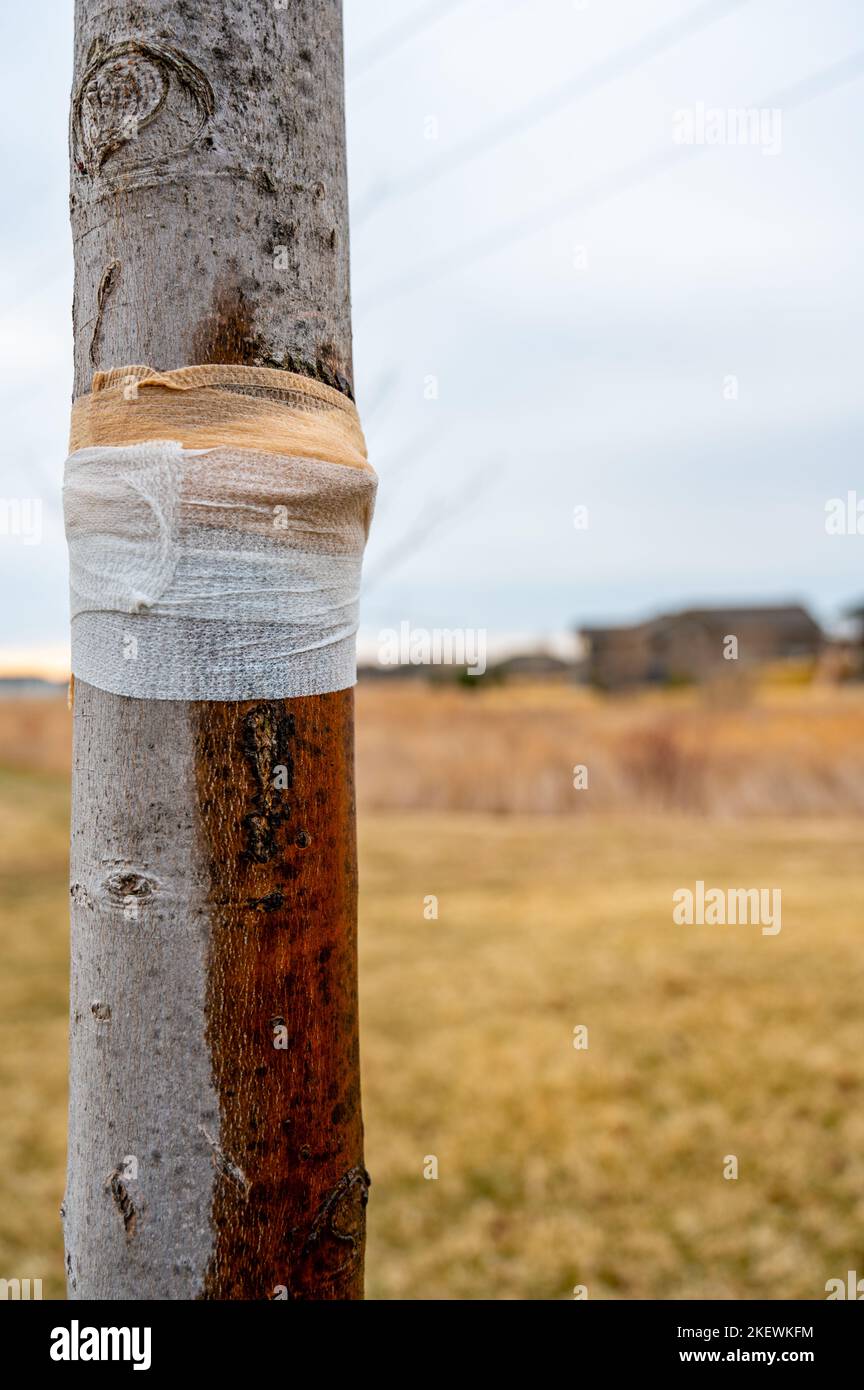 Damaged tree with sap weeping down the bark and a protective bandage ...