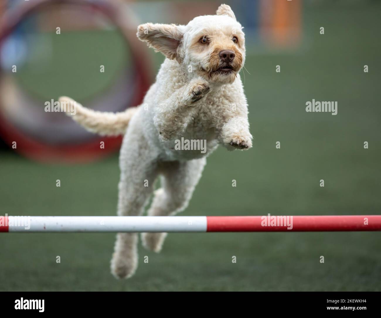 Dog jumping agility competition Stock Photo - Alamy