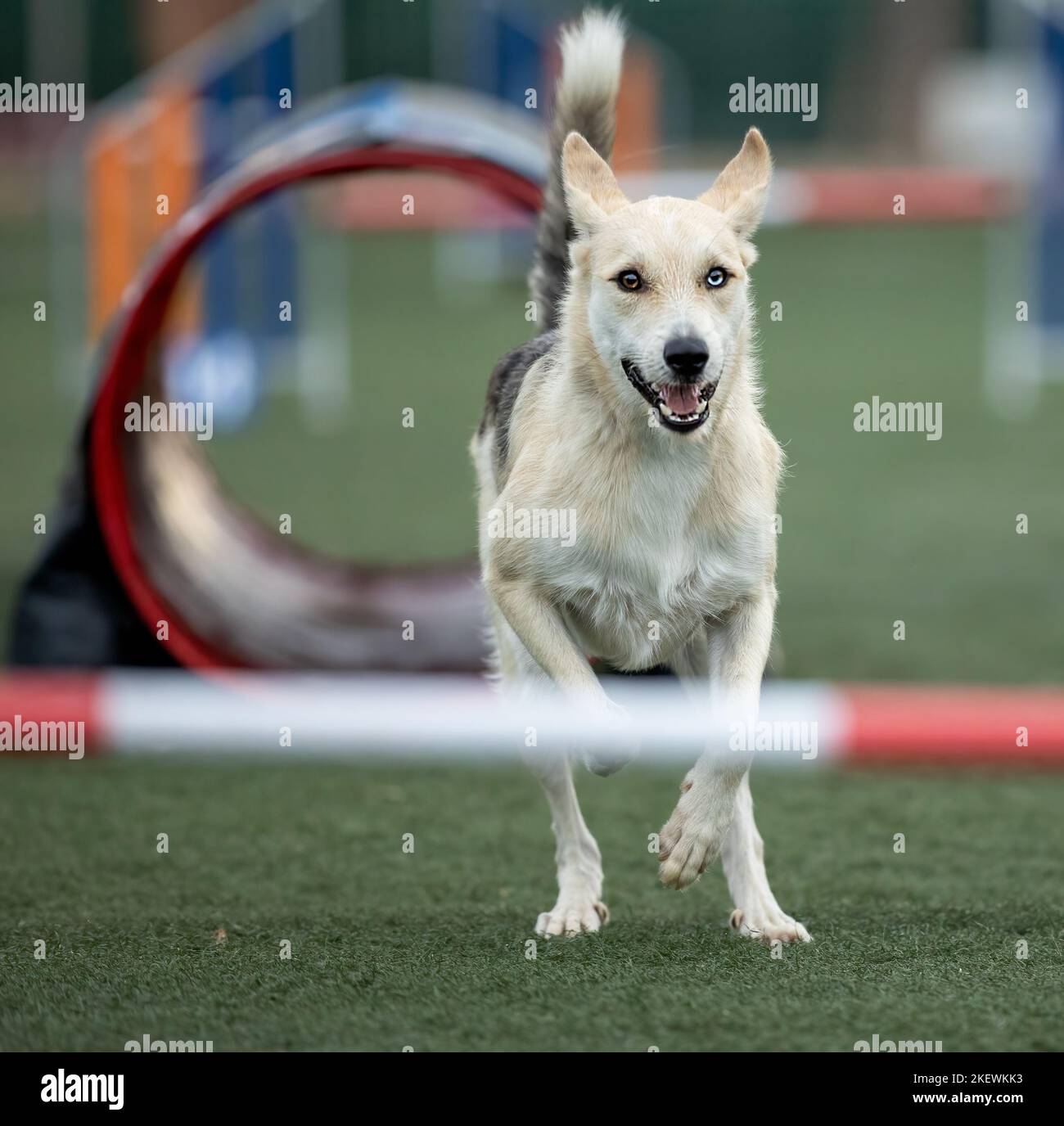 Dog jumping agility competition Stock Photo - Alamy