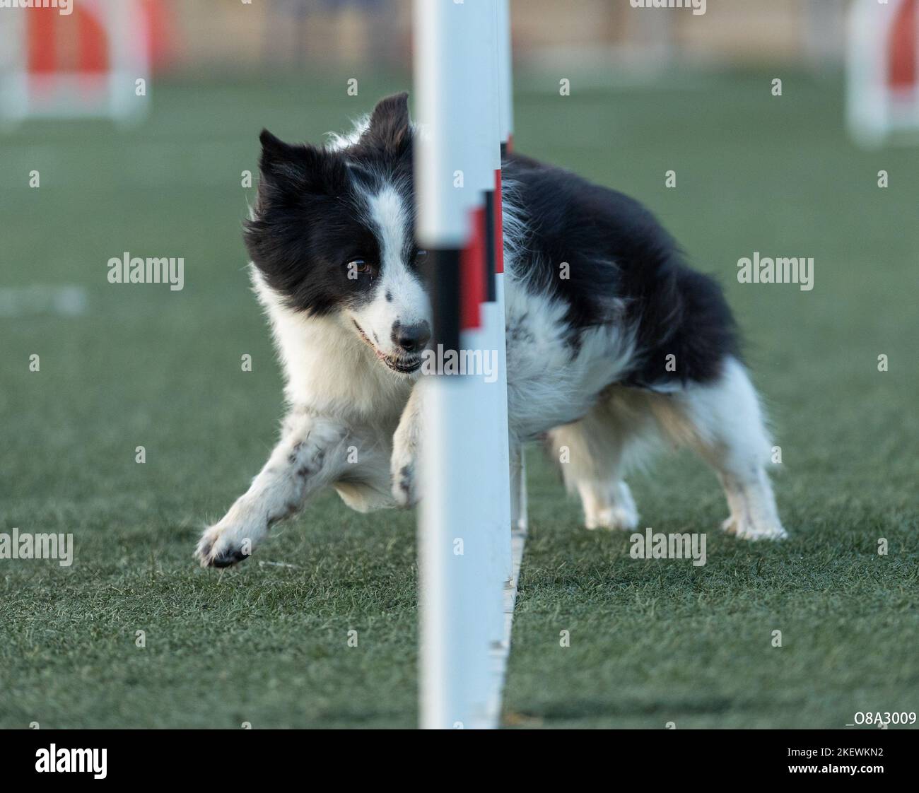 Dog jumping agility competition Stock Photo - Alamy