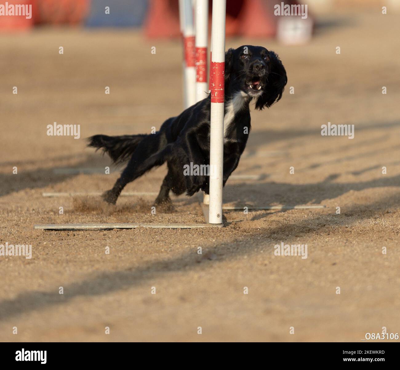 Dog jumping agility competition Stock Photo - Alamy