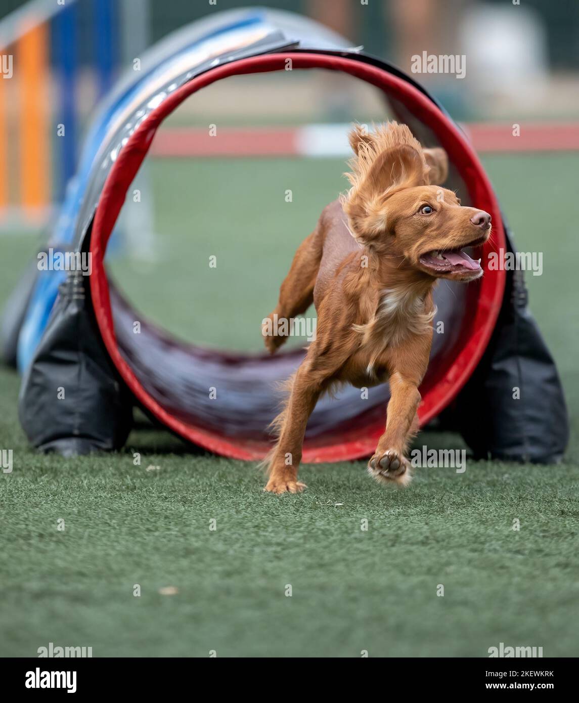 Dog jumping agility competition Stock Photo - Alamy