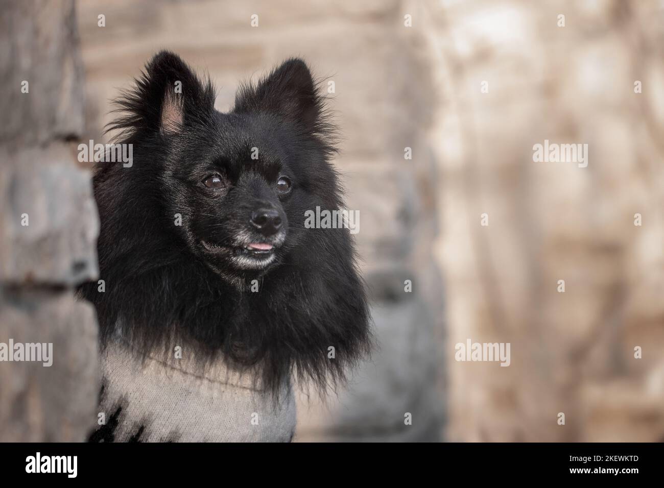 male Miniature Spitz Stock Photo - Alamy