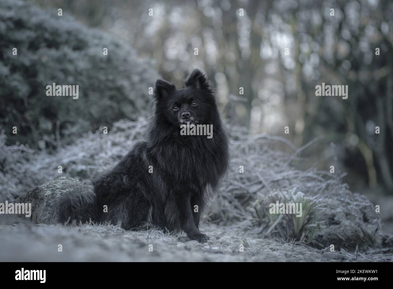 German miniature spitz hi-res stock photography and images - Alamy