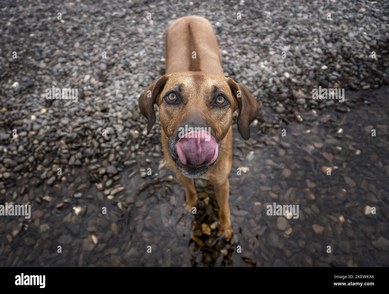 male Rhodesian Ridgeback Stock Photo - Alamy