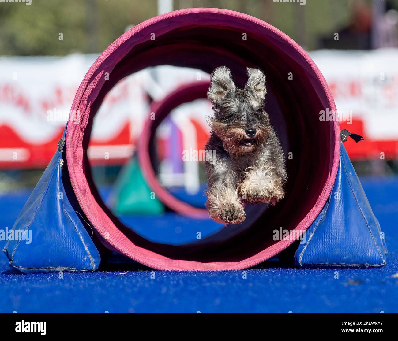 Dog jumping agility competition Stock Photo - Alamy