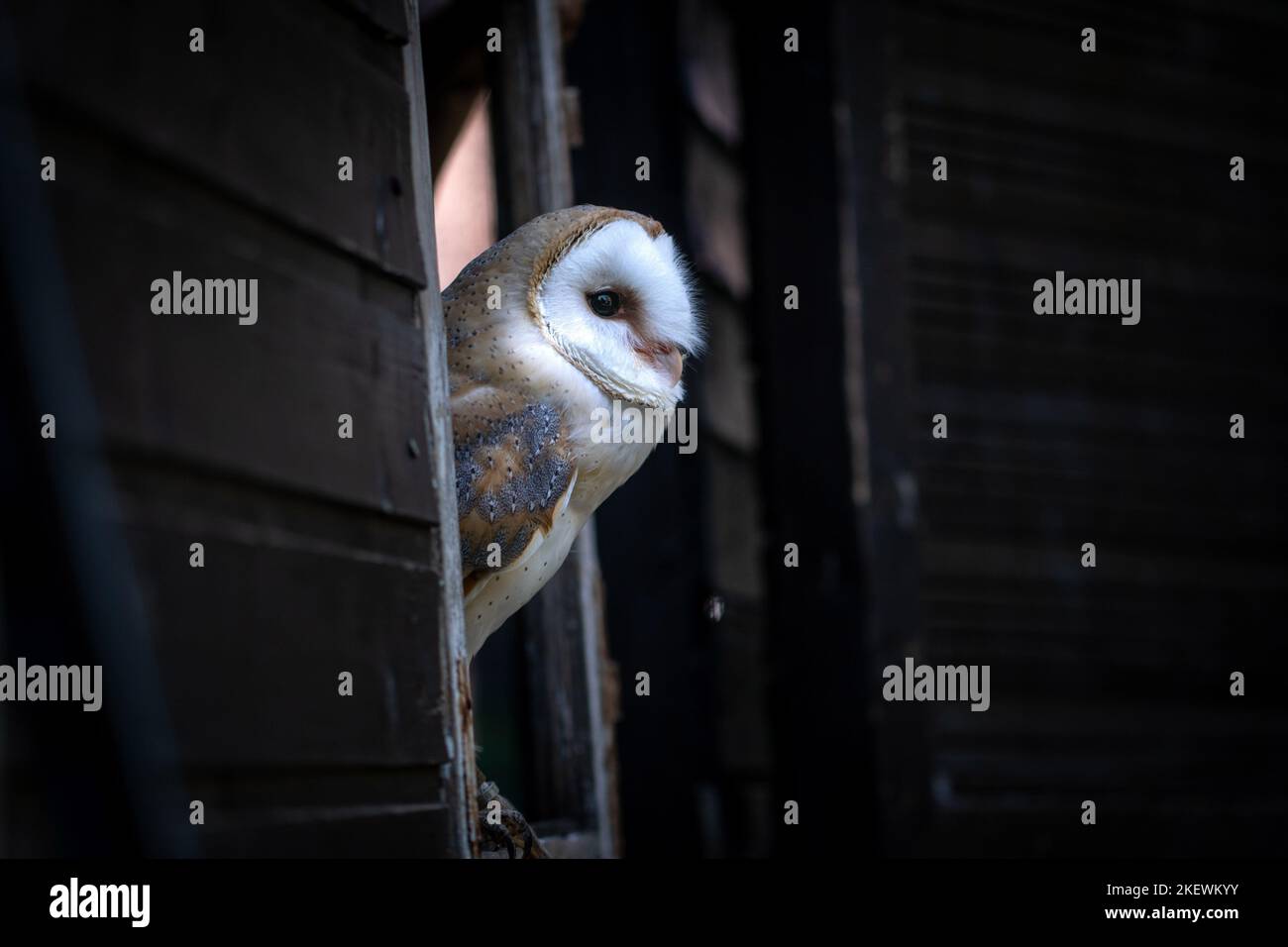 Barn owl side profile hi-res stock photography and images - Alamy