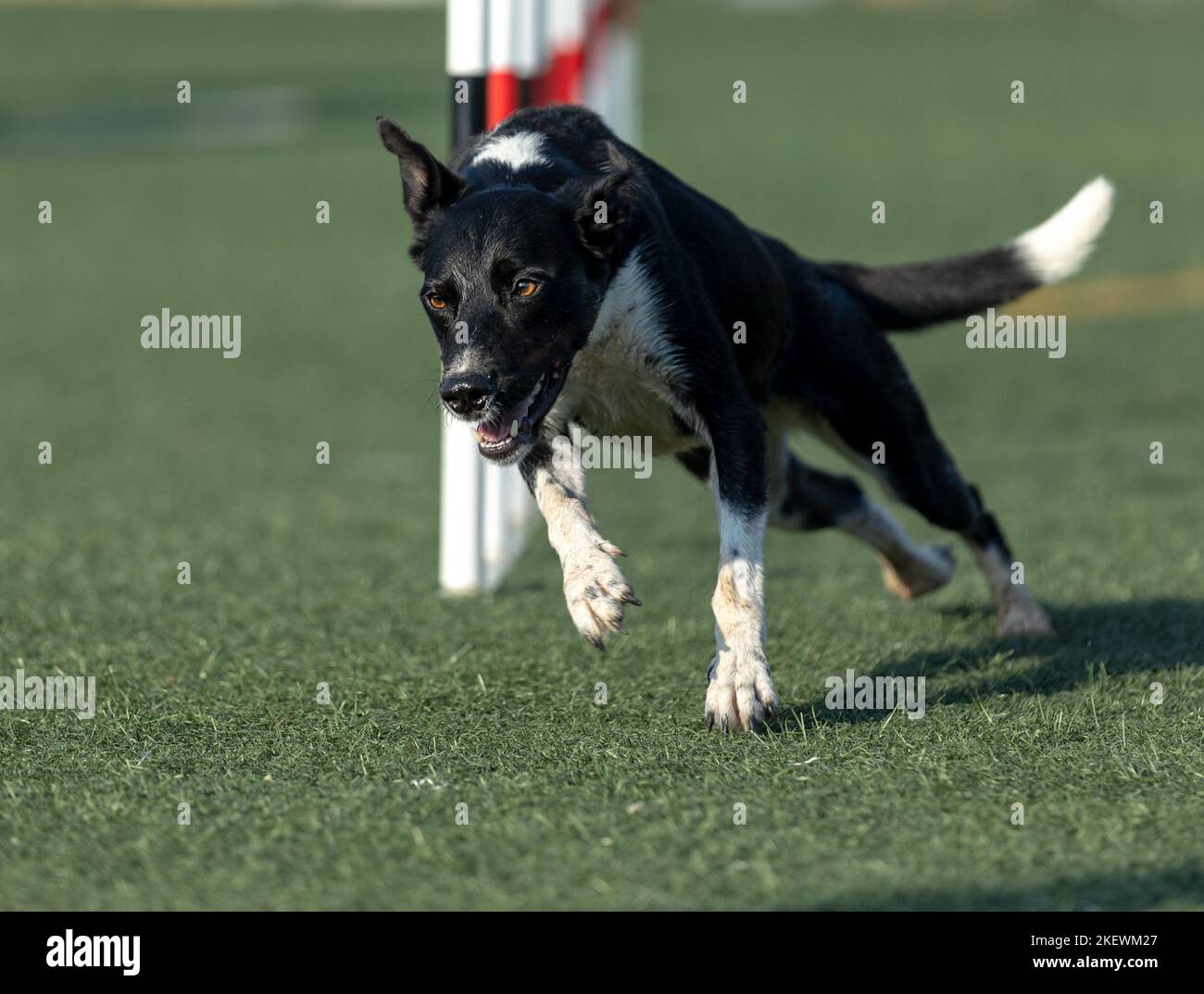 Dog jumping agility competition Stock Photo - Alamy