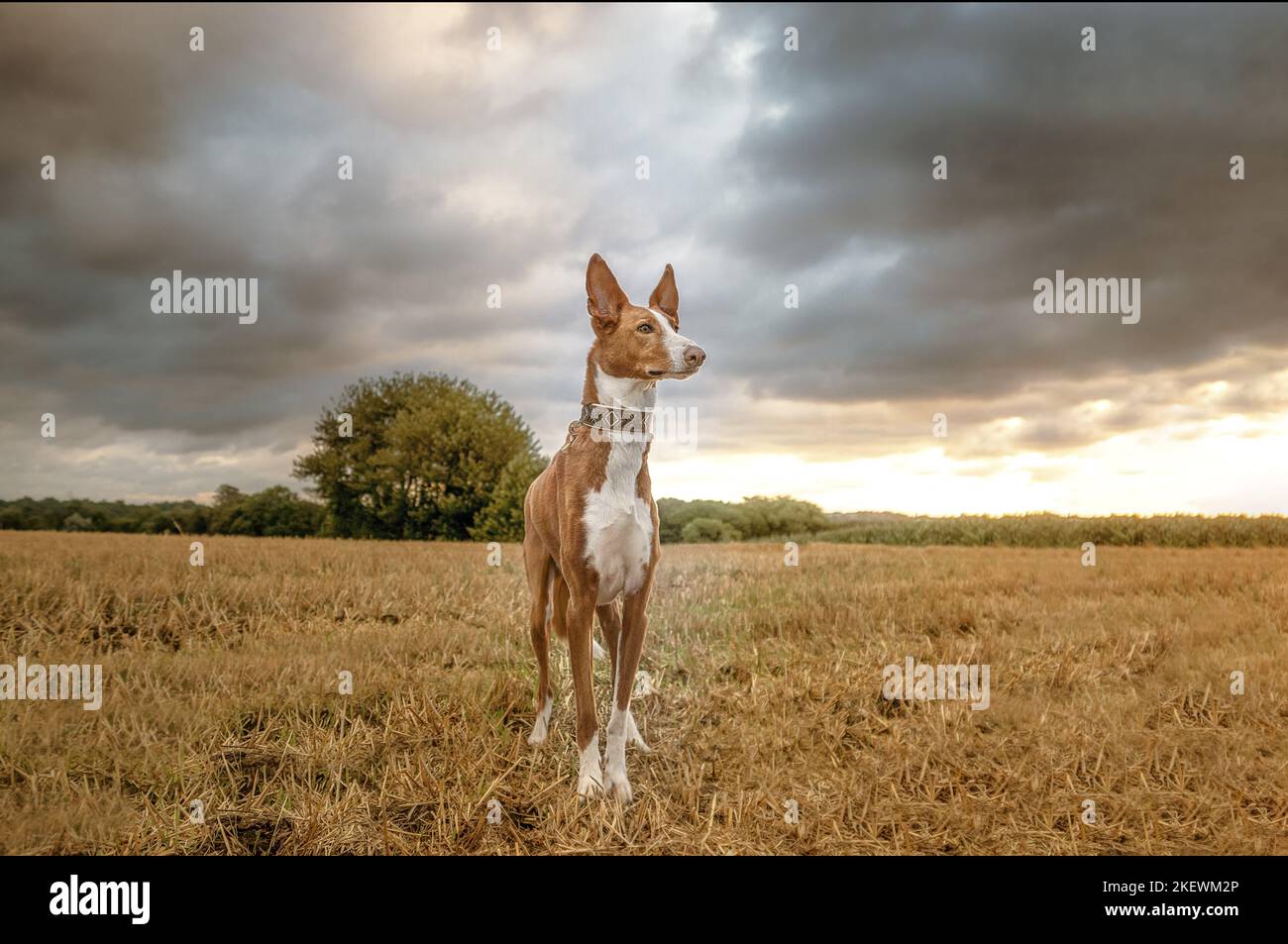 Valenciano hi-res stock photography and images - Alamy