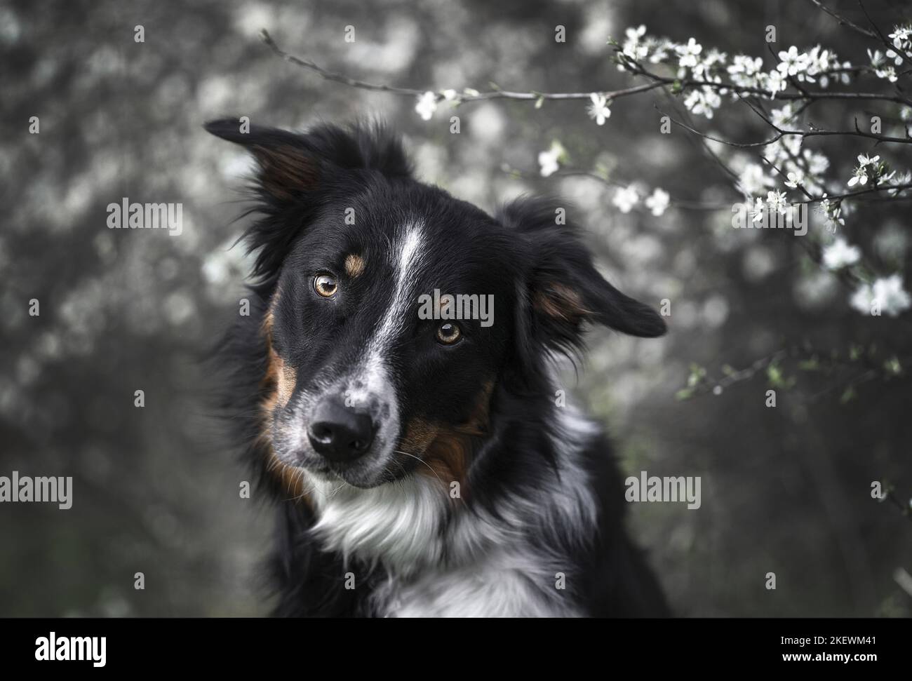 male Border Collie Stock Photo - Alamy
