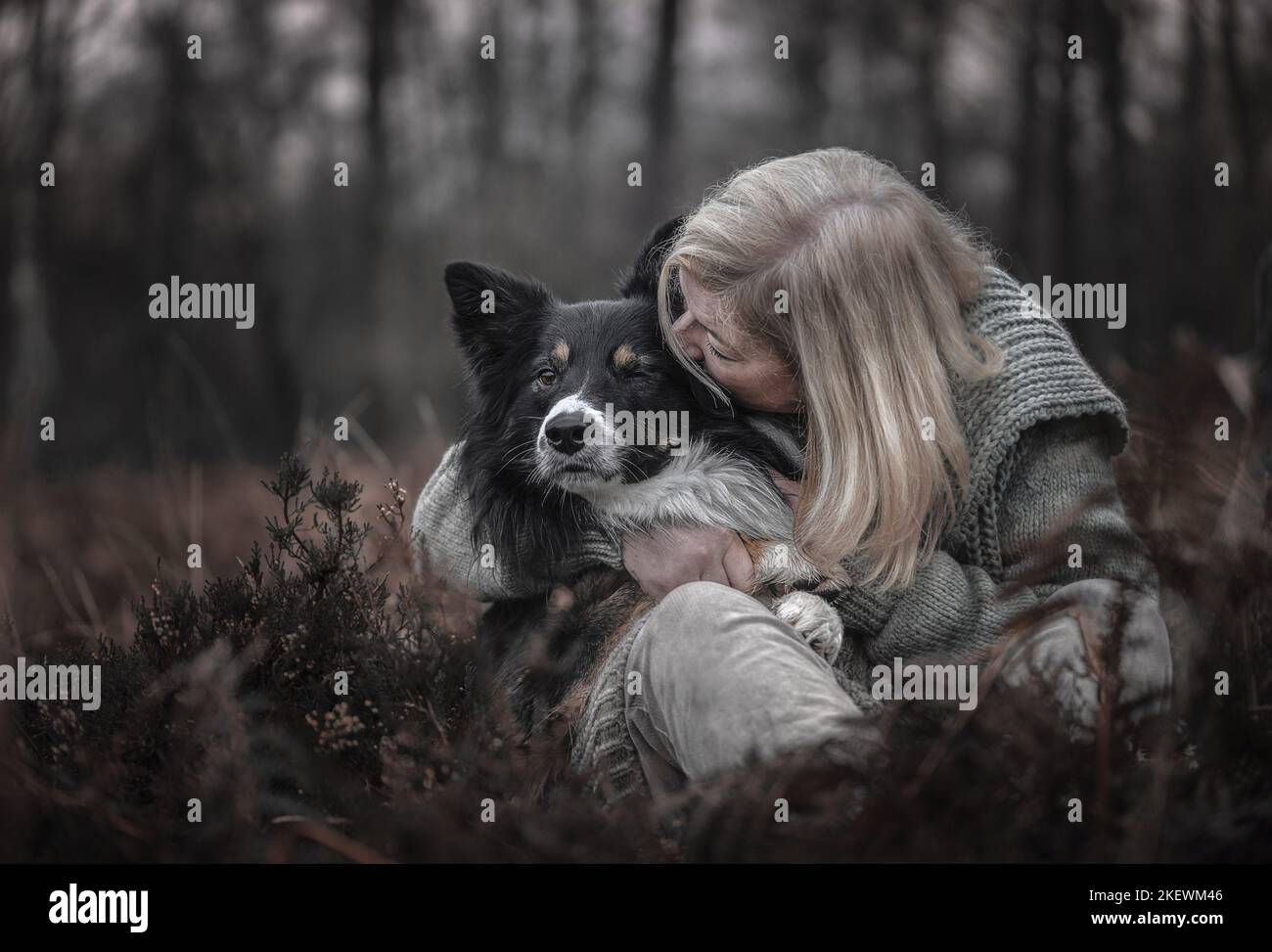 male Border Collie Stock Photo - Alamy