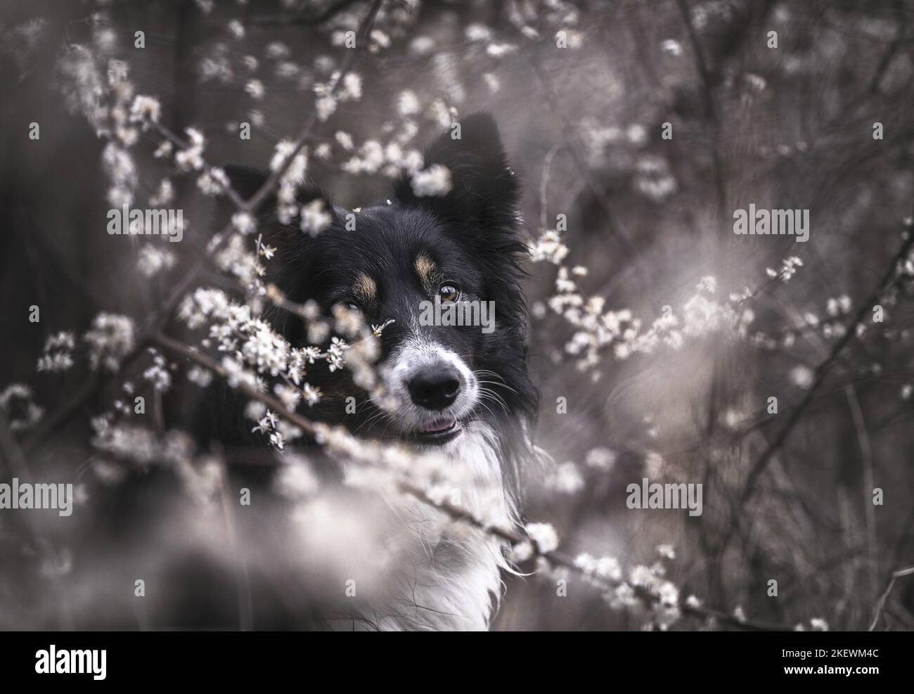 male Border Collie Stock Photo - Alamy
