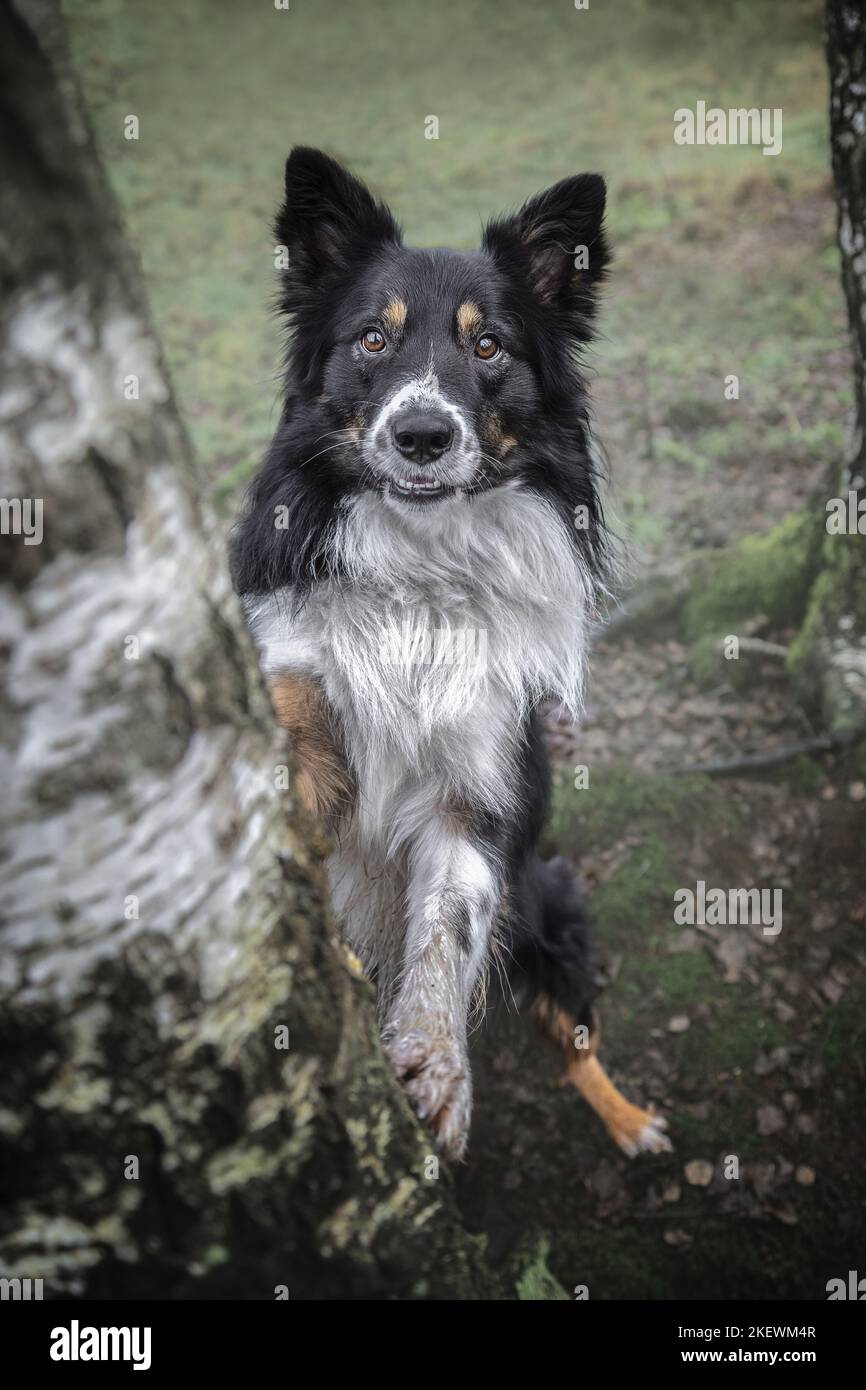 male Border Collie Stock Photo - Alamy