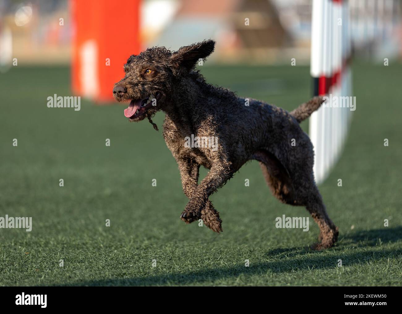 Dog jumping agility competition Stock Photo - Alamy