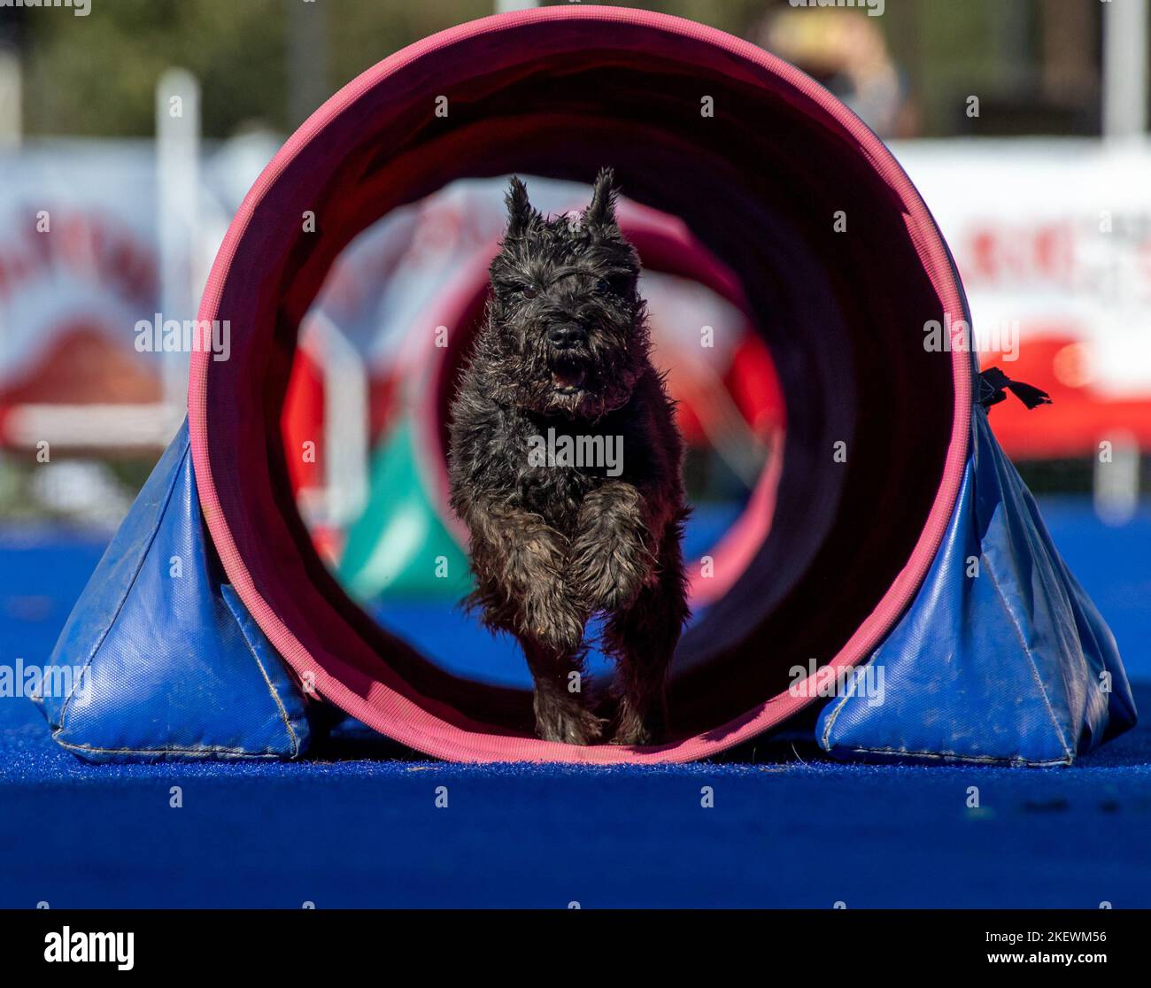 Dog jumping agility competition Stock Photo - Alamy