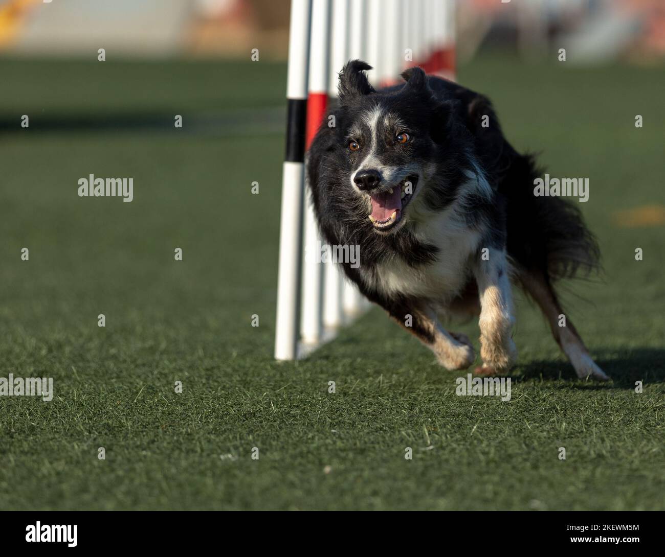 Dog jumping agility competition Stock Photo - Alamy