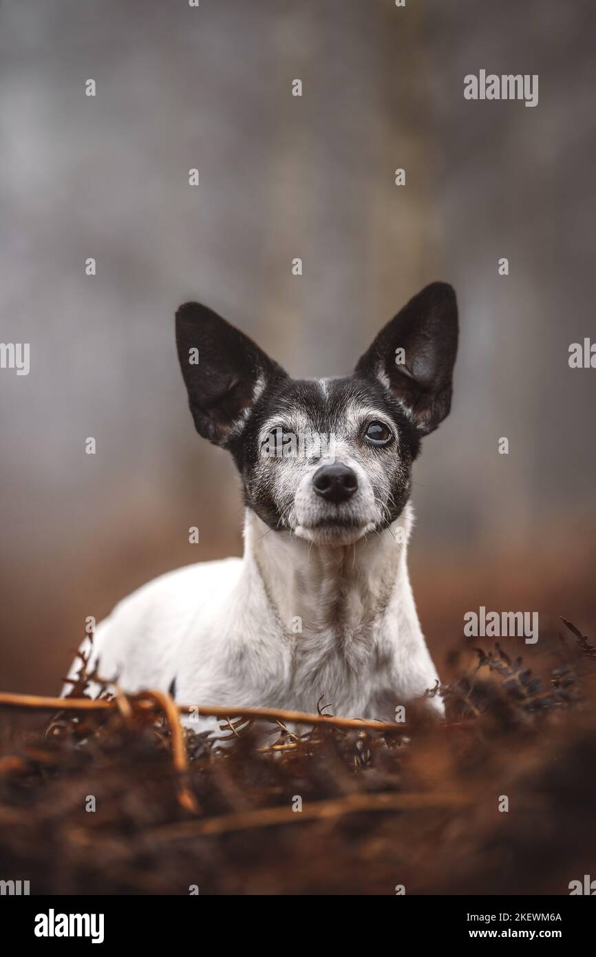 old Jack Russell Terrier Stock Photo - Alamy