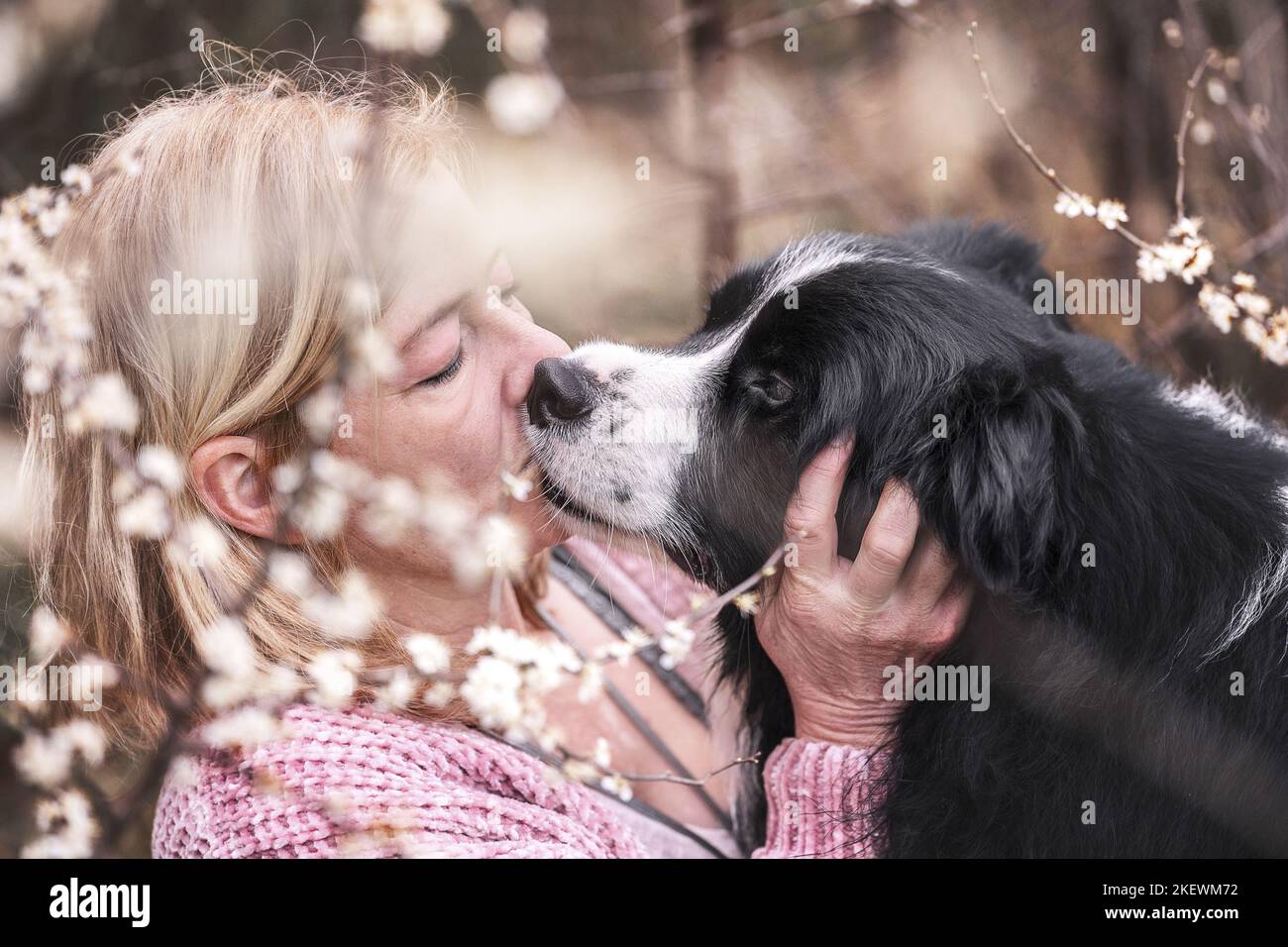 male Border Collie Stock Photo - Alamy