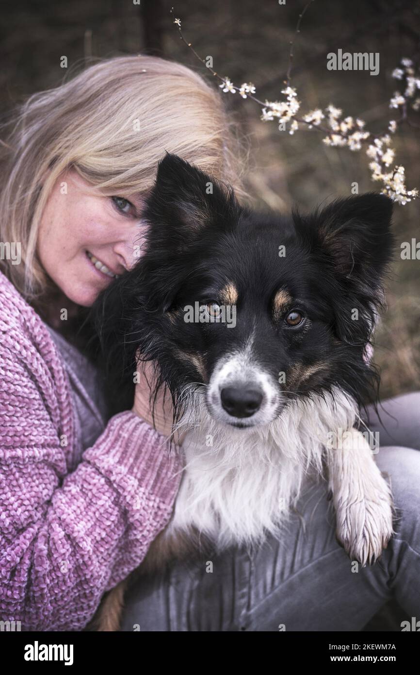 male Border Collie Stock Photo - Alamy