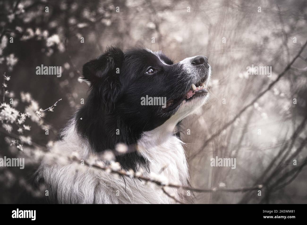 male Border Collie Stock Photo - Alamy