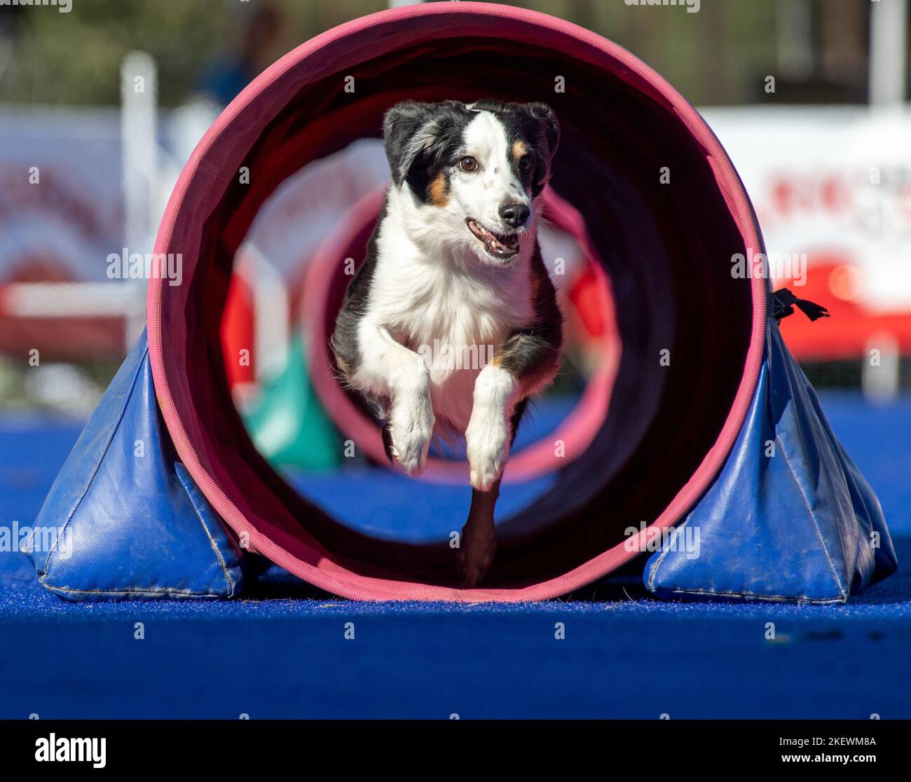 Dog jumping agility competition Stock Photo - Alamy