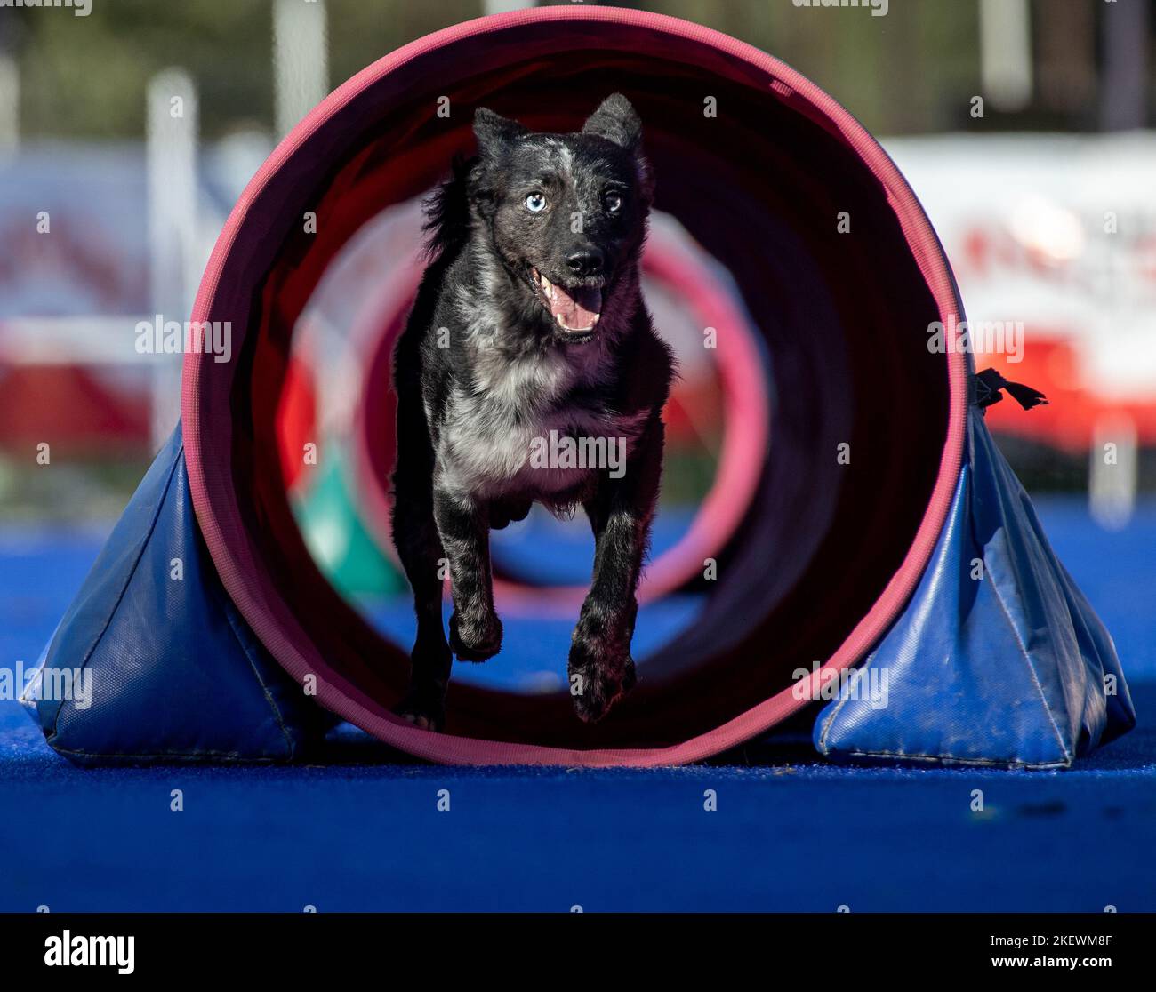Dog jumping agility competition Stock Photo - Alamy