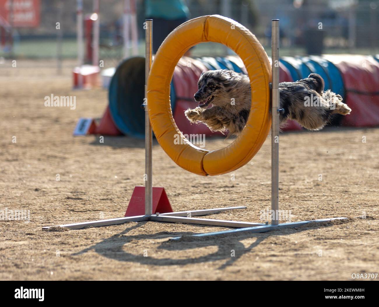 Dog jumping agility competition Stock Photo - Alamy