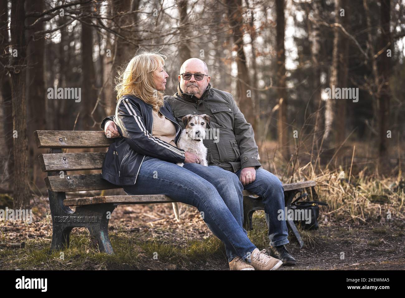 old Parson Russell Terrier Stock Photo - Alamy