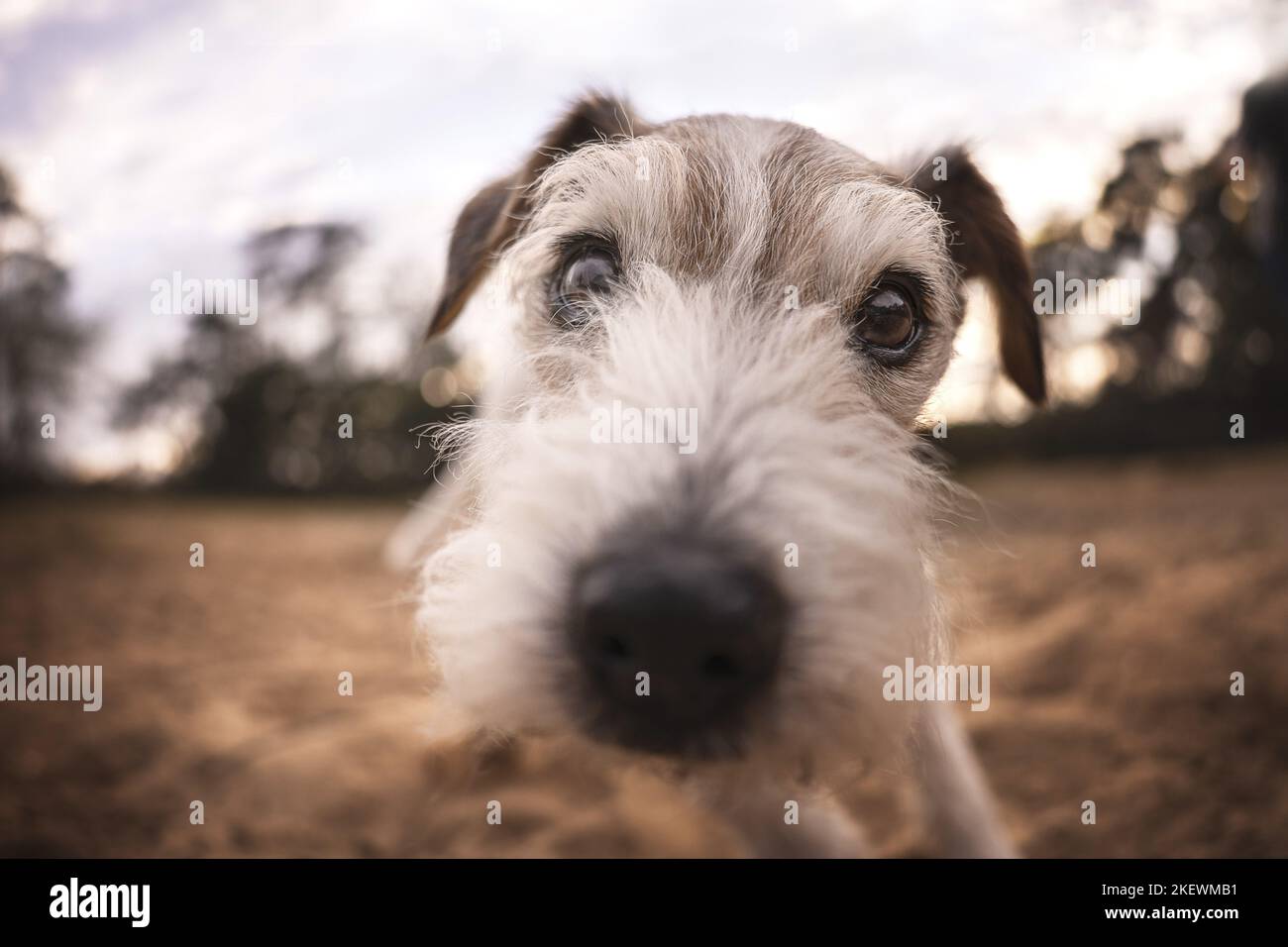 old Parson Russell Terrier Stock Photo - Alamy
