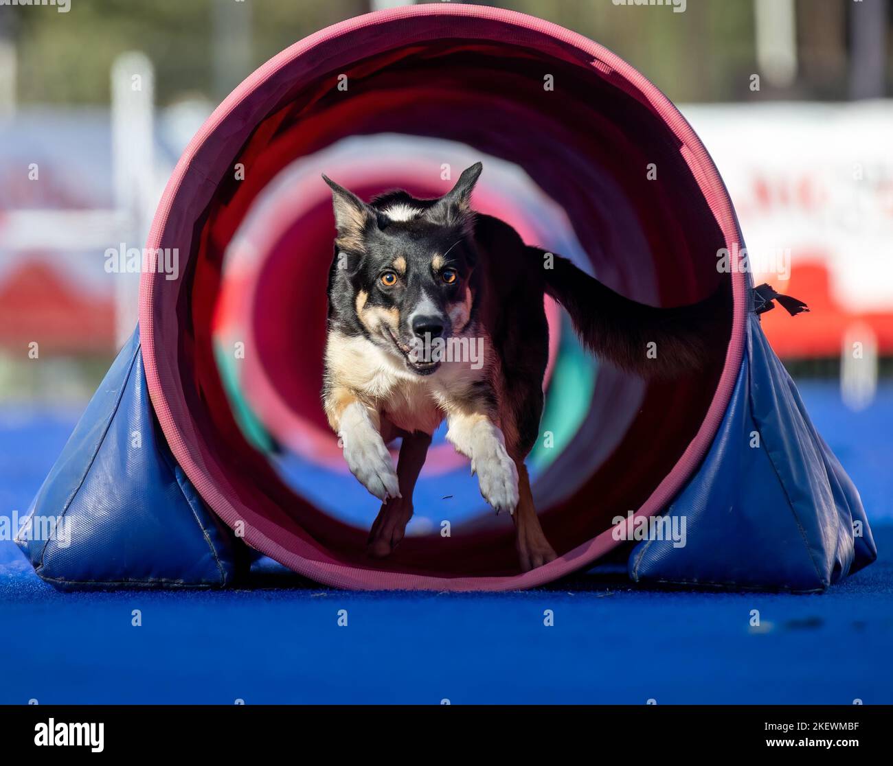 Dog jumping agility competition Stock Photo - Alamy