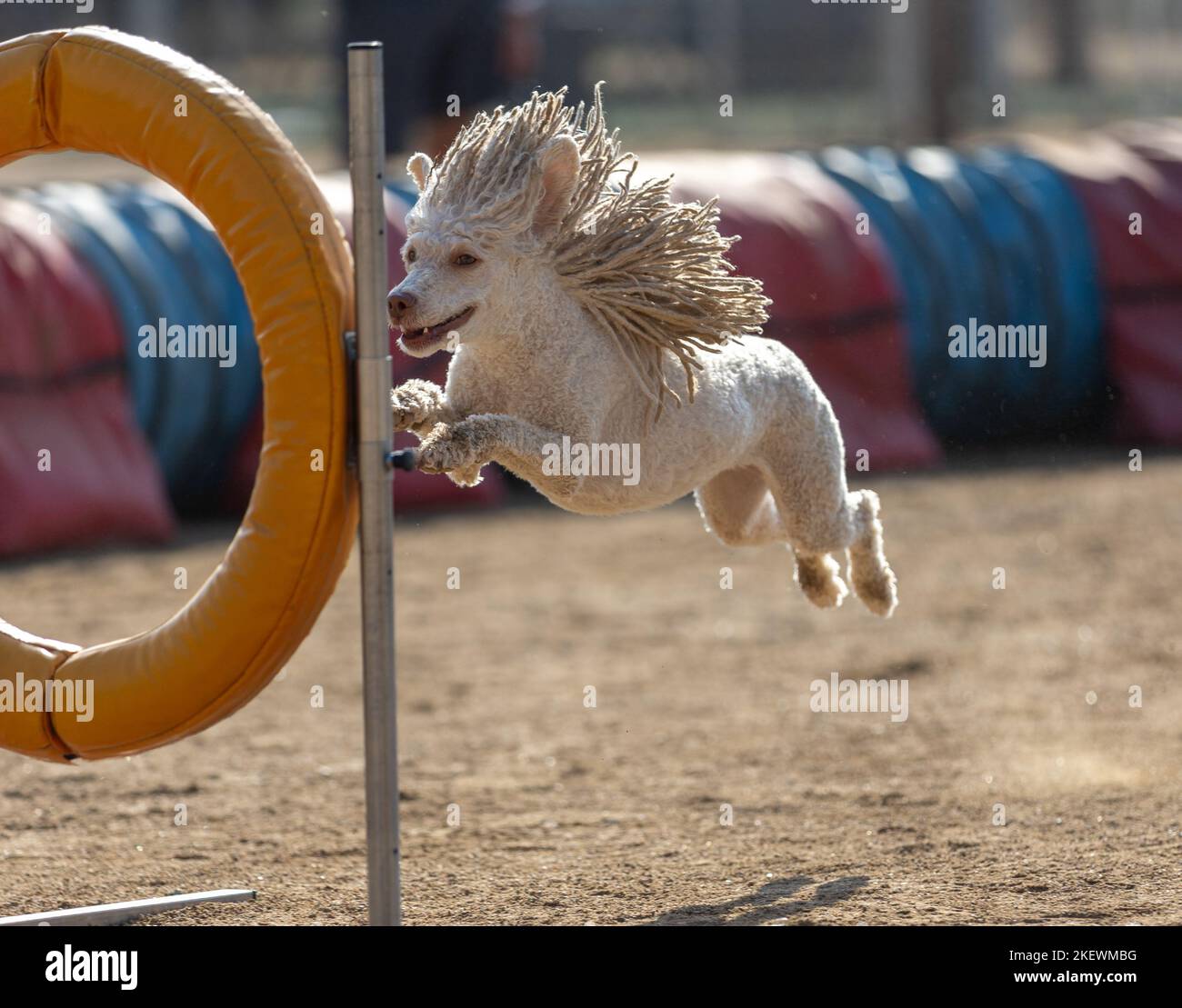Dog jumping agility competition Stock Photo - Alamy