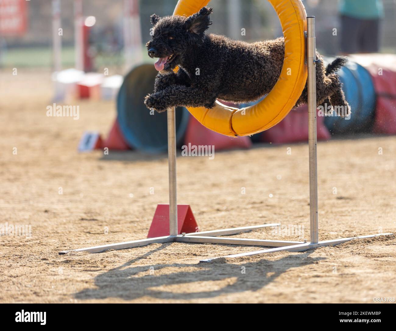 Dog jumping agility competition Stock Photo - Alamy