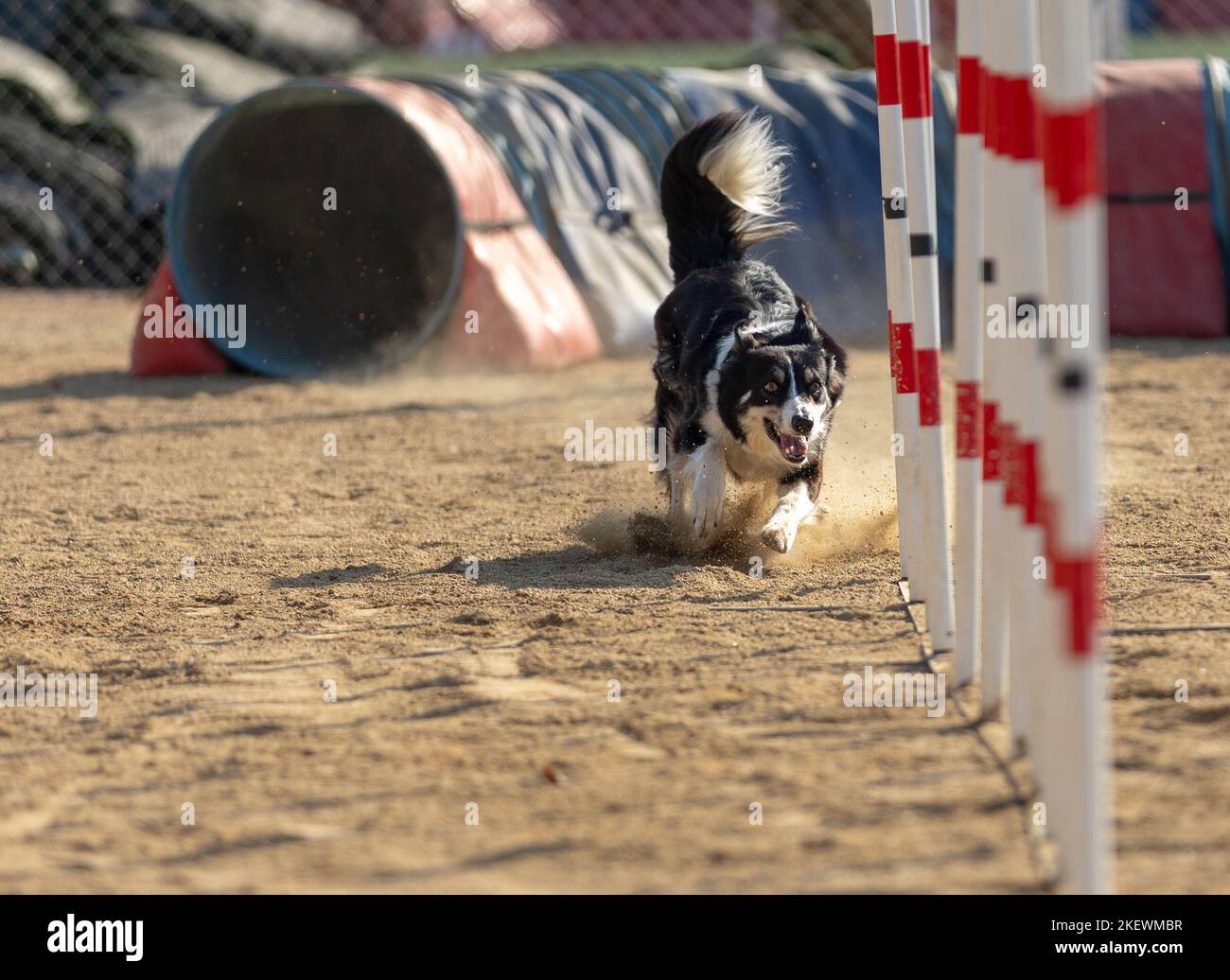 Dog jumping agility competition Stock Photo - Alamy
