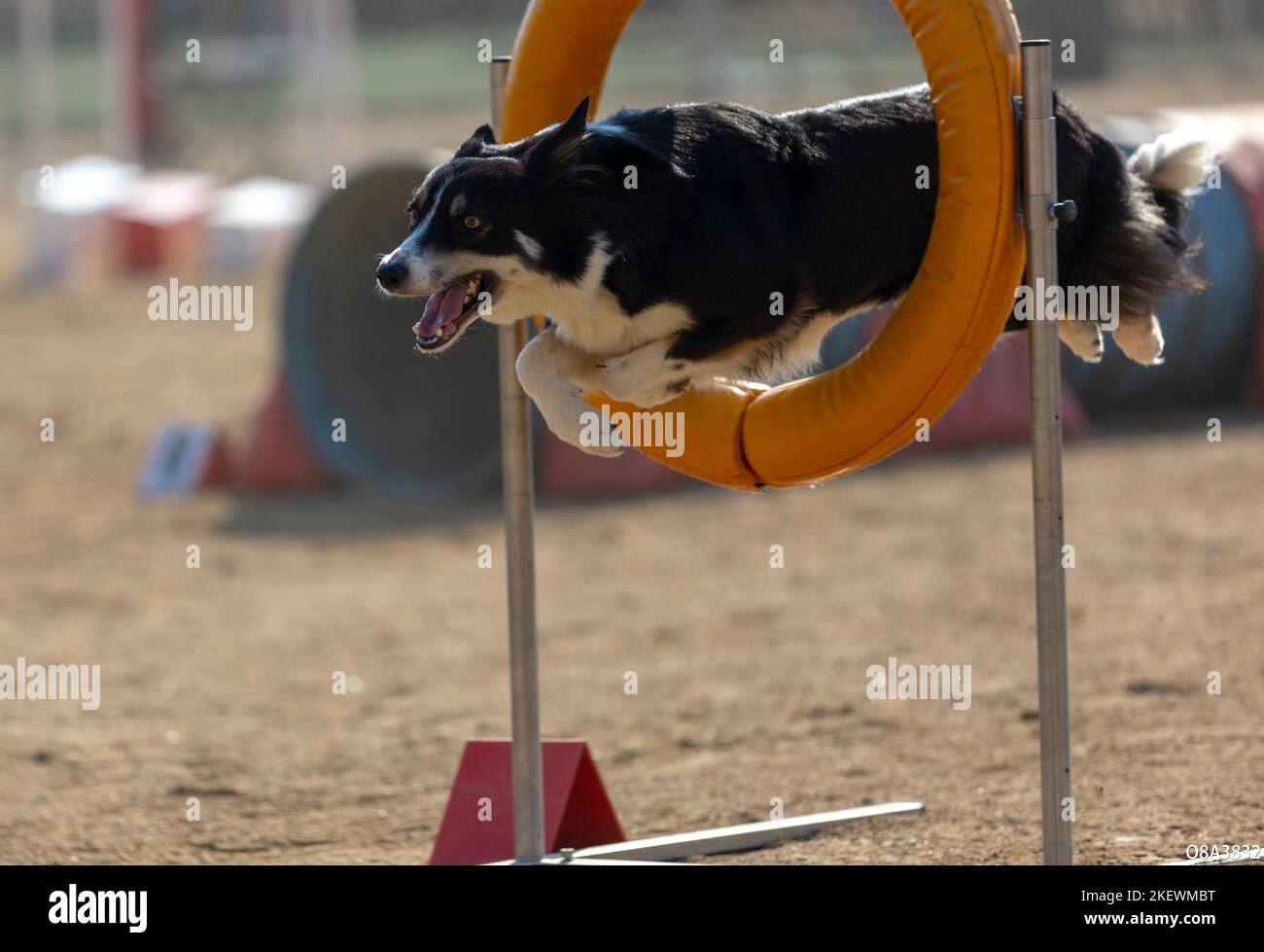 Dog jumping agility competition Stock Photo - Alamy