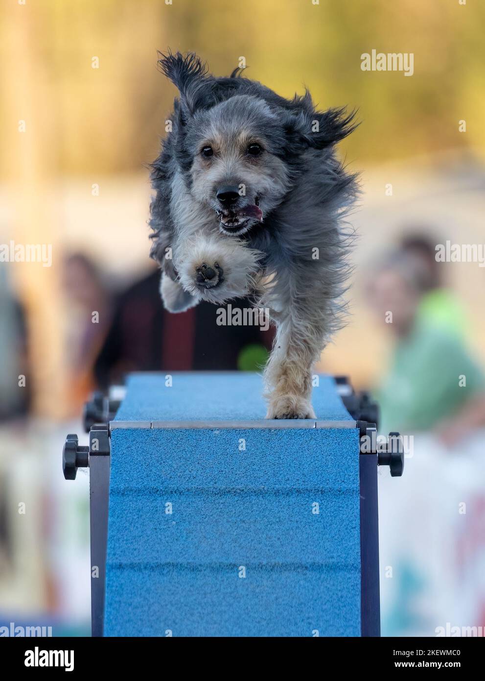 Dog jumping agility competition Stock Photo - Alamy
