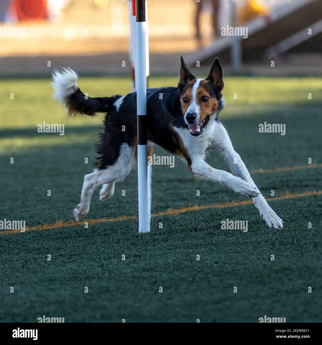 Dog jumping agility competition Stock Photo - Alamy