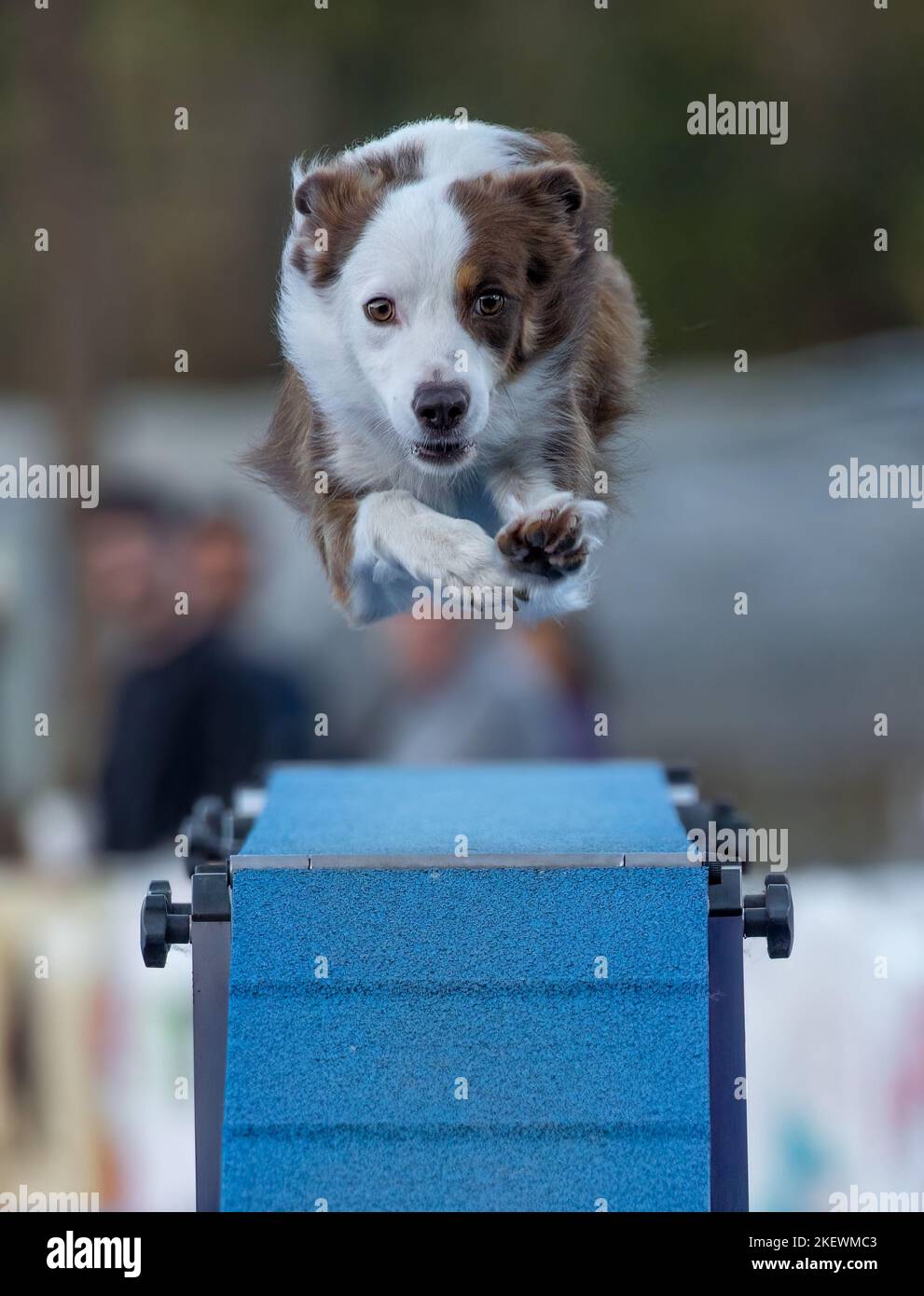 Dog jumping agility competition Stock Photo - Alamy