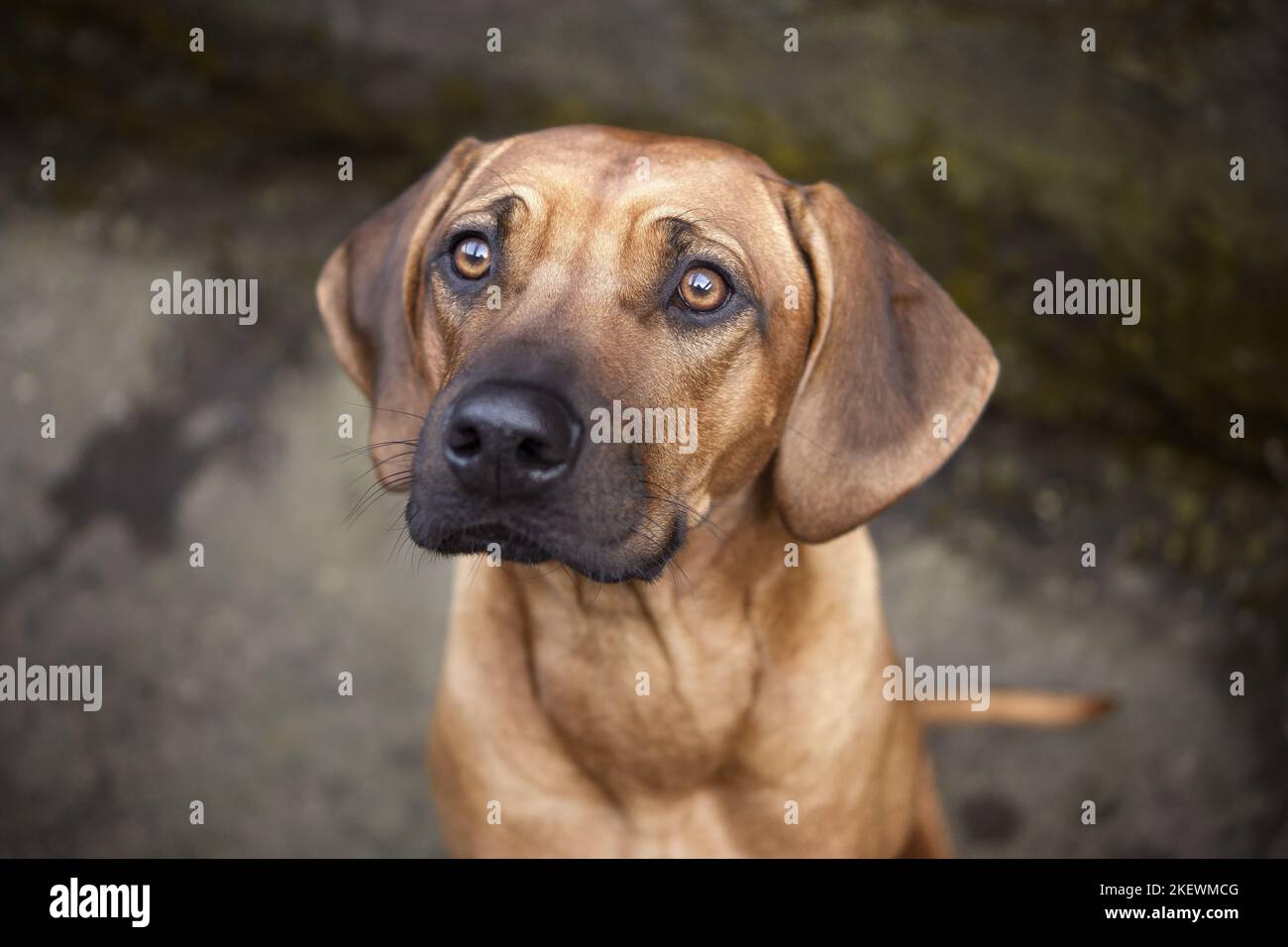 Rhodesian Ridgeback portrait Stock Photo - Alamy