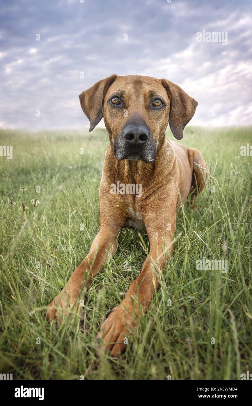 lying Rhodesian Ridgeback Stock Photo - Alamy