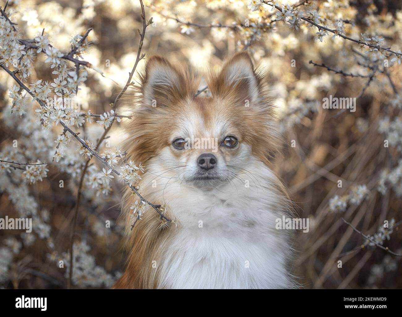 Pomchi hi-res stock photography and images - Alamy