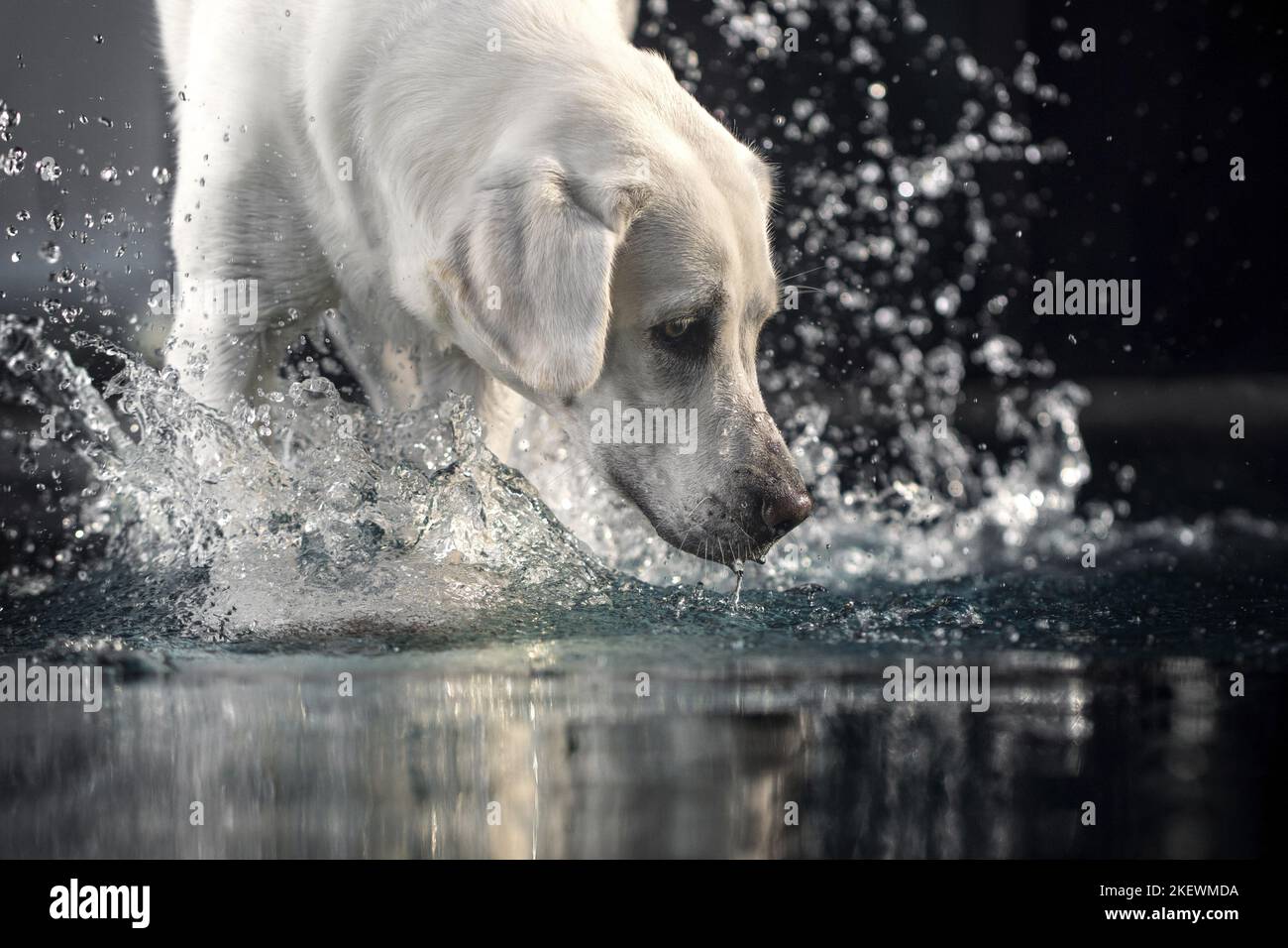 Labrador Retriever in the water Stock Photo - Alamy