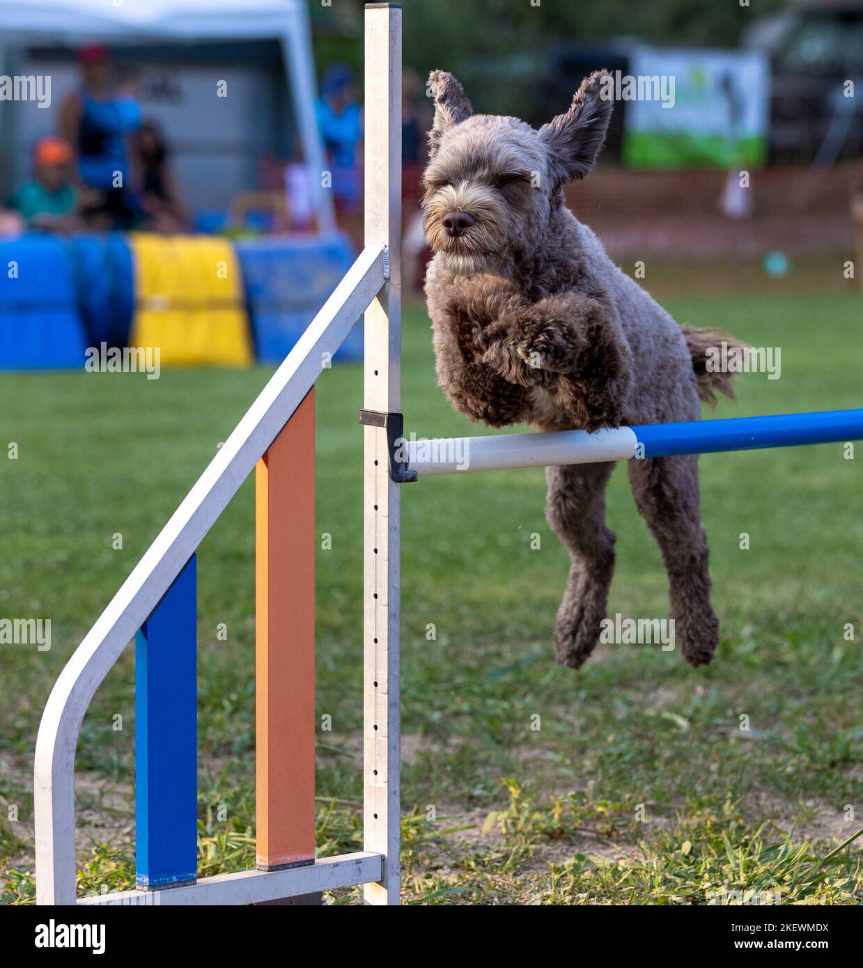 Dog jumping agility competition Stock Photo - Alamy