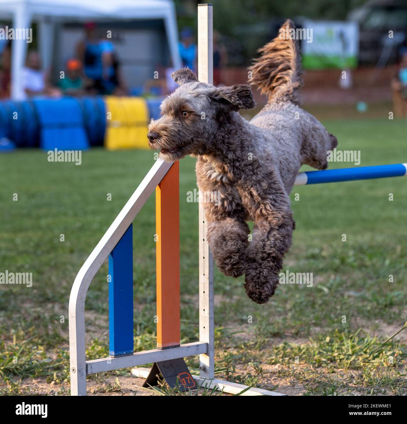 Dog jumping agility competition Stock Photo - Alamy