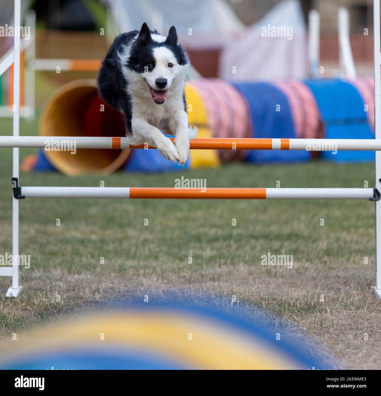 Dog jumping agility competition Stock Photo - Alamy